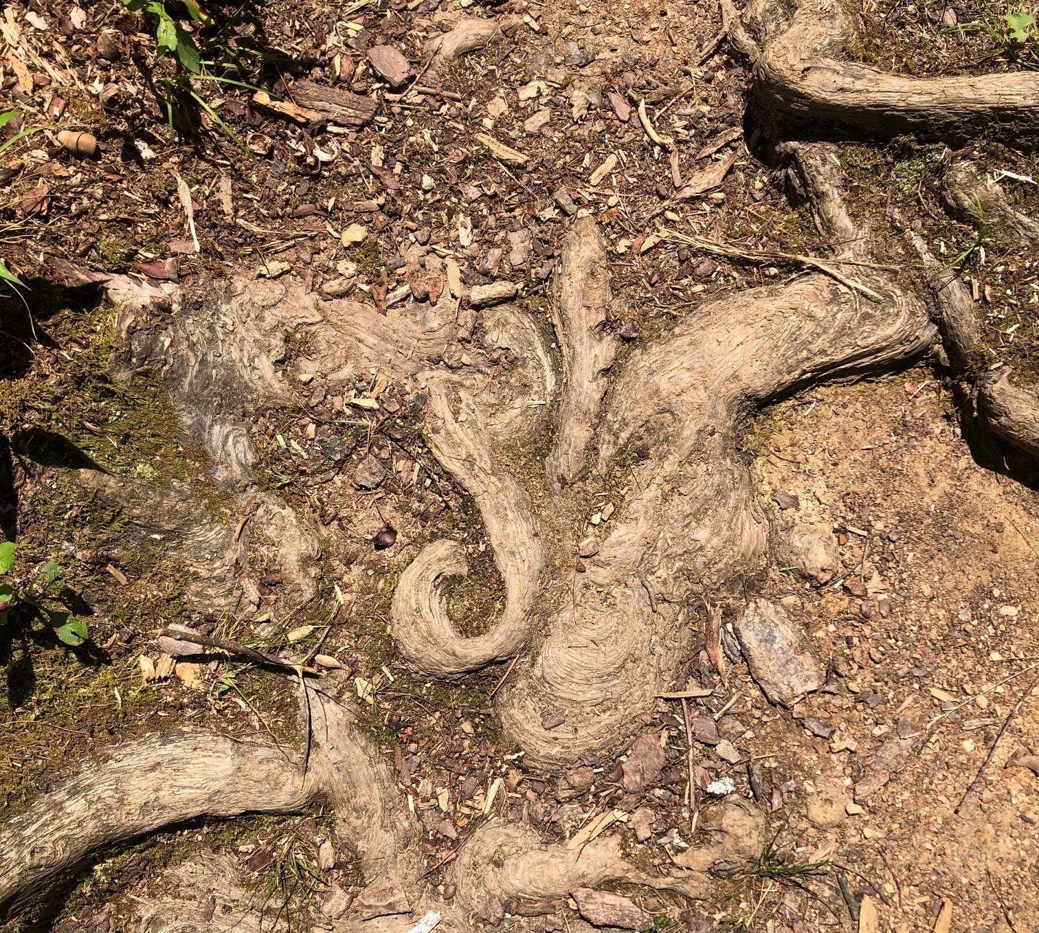 Rooted in Science celebration | Center For Renewable Carbon